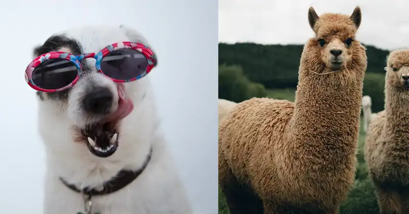 Zebratests | Kids Early Learning at Home | Trusted by millions of ...